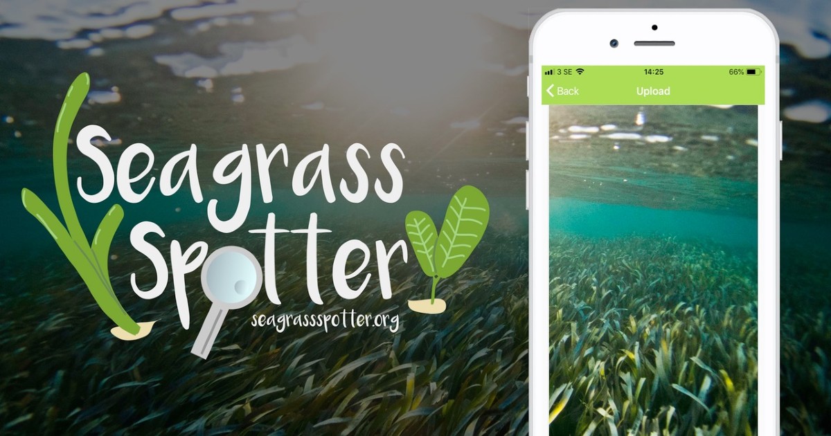 Explore The Sighting Map - SeagrassSpotter